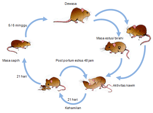 belajar hama : siklus tikus