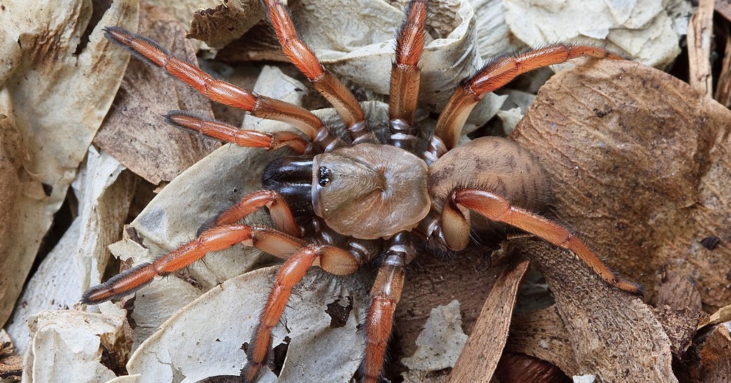Arañas: Araña Cirtauquénida