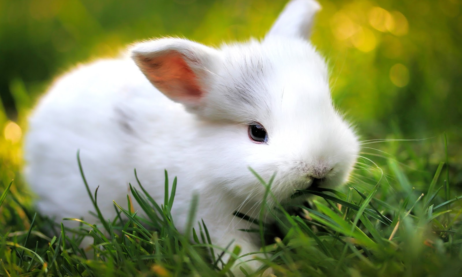 Cute Rabbit HD Wallpapers | High Definiton Wallpaper Compilation