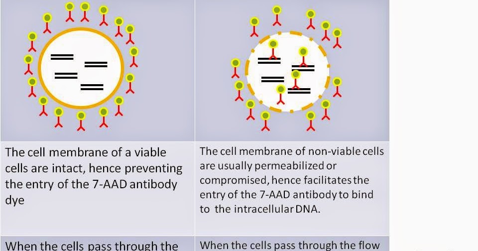 Haematology in a NutShell: 7-AAD Viability Testing