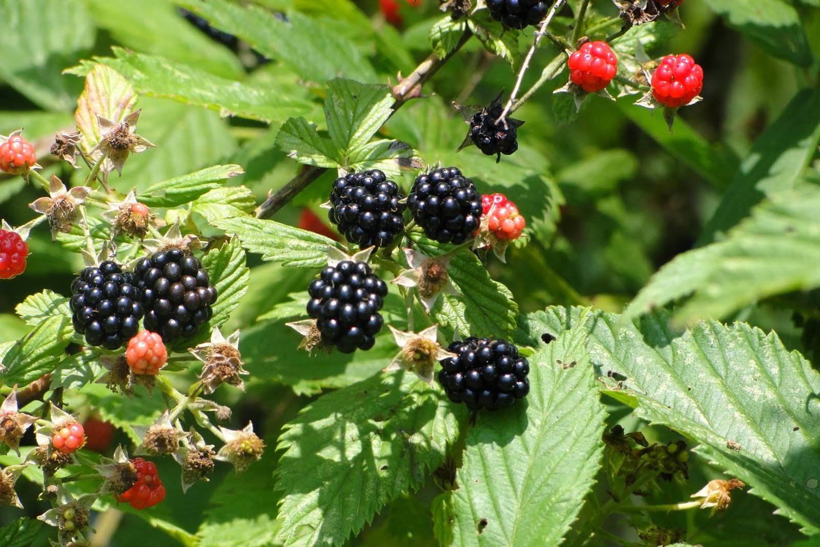 Amora Silvestre Preta Blackberry Sementes Flor Para Mudas - R$ 9,99 em ...