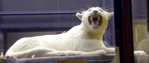 IMÁGENES Y FOTOS DE ANIMALES: Pantera