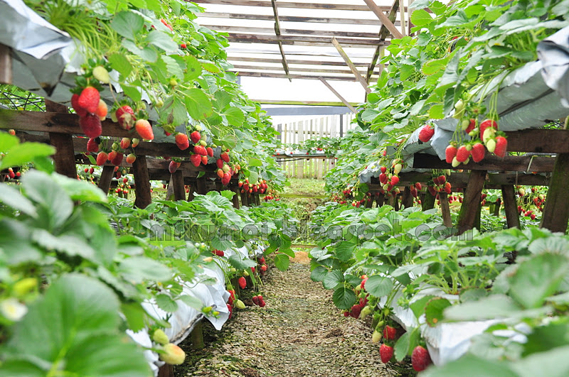 Table for 2.... or more: Introduction to Pahang Food