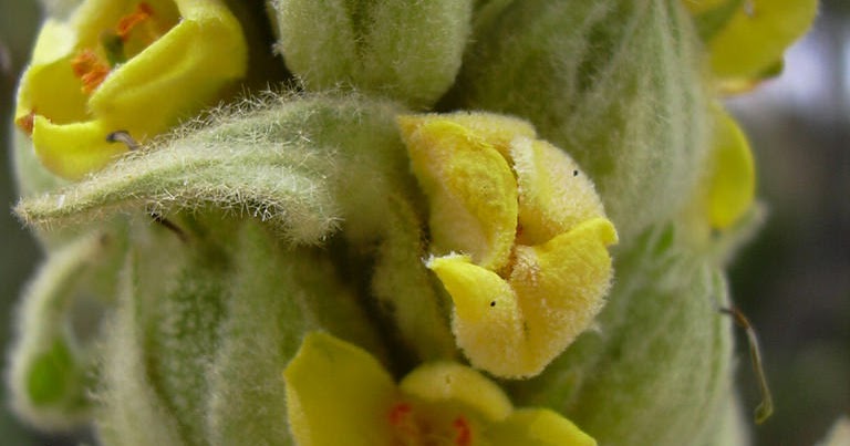 Earth and Space News: Americanized Common Mullein Gardens: Ground Cover ...
