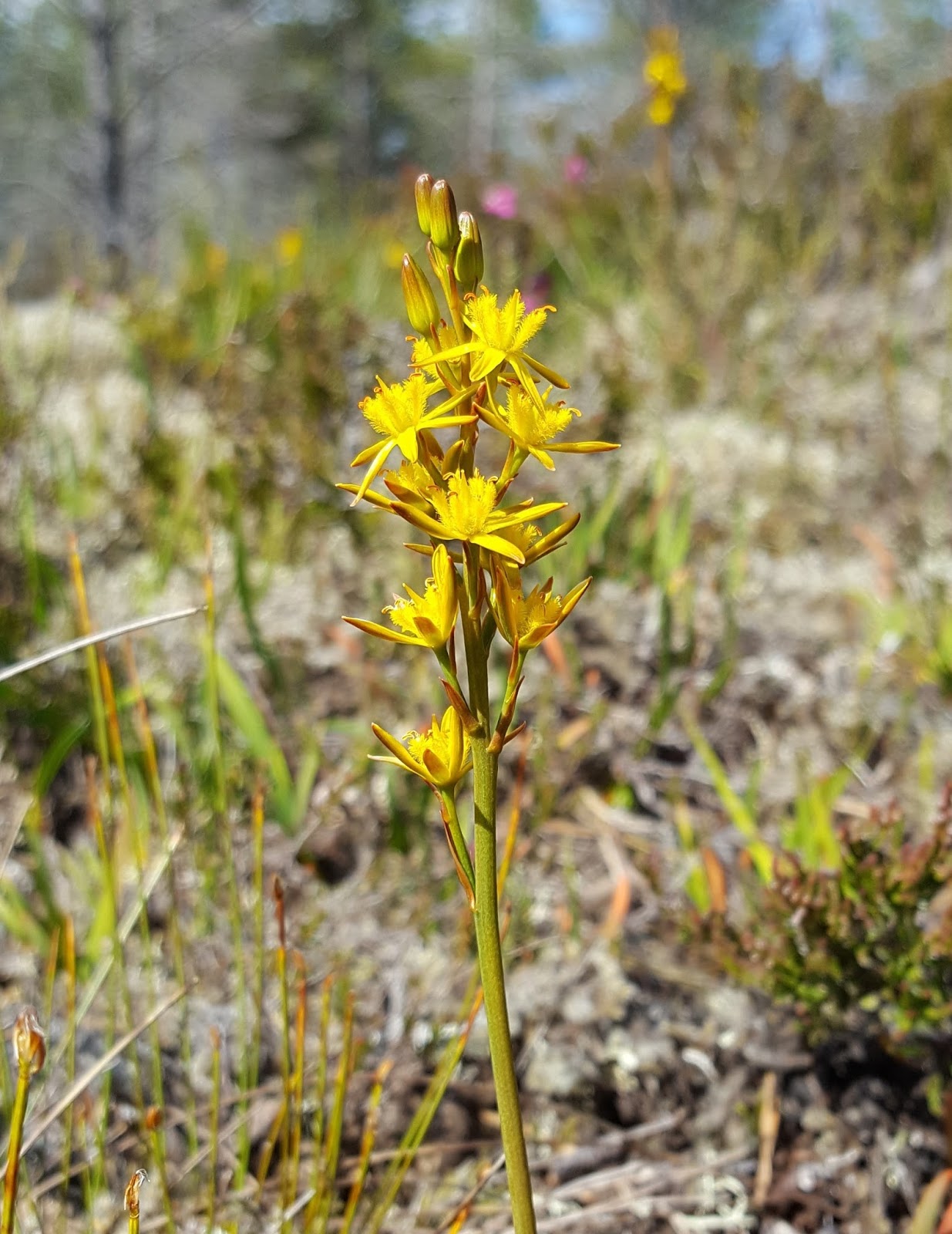 A Field Notebook: July 2017