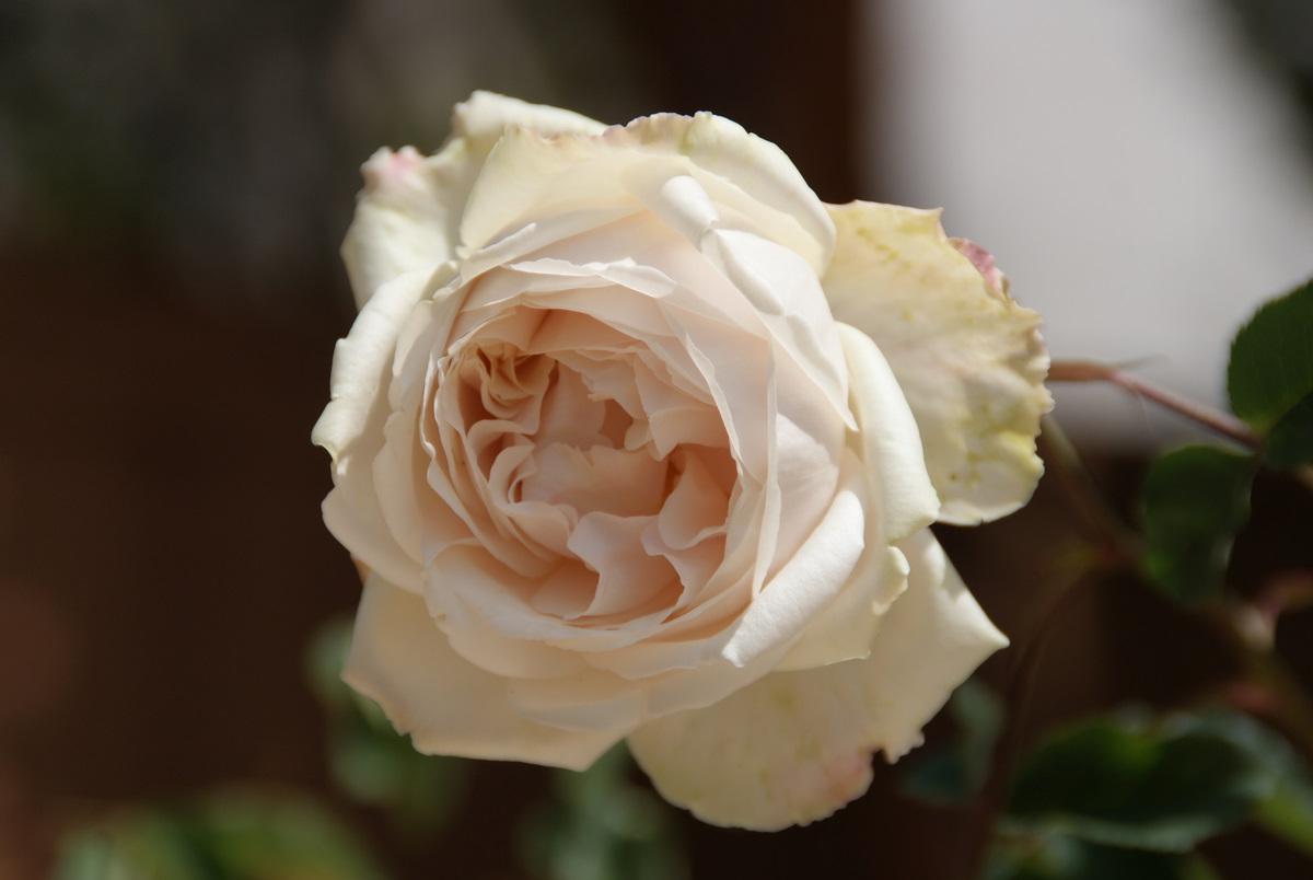 Organic Garden Dreams: March Roses