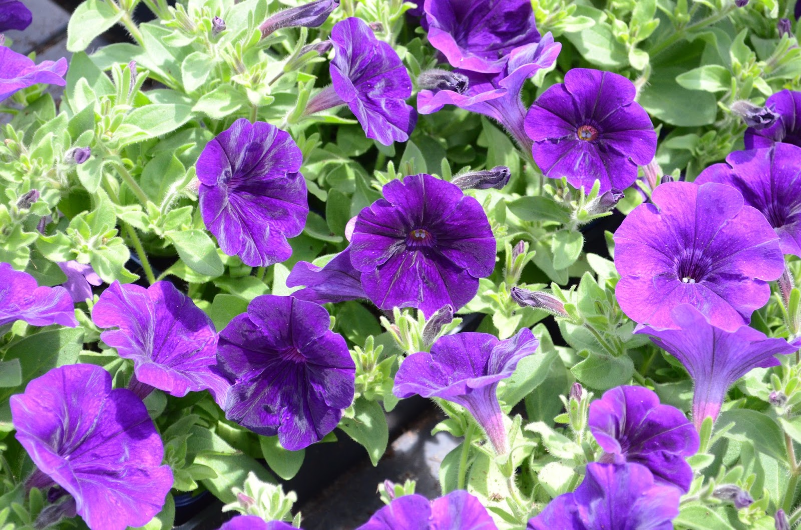 KAUA TEHTUD HERBAARIUMIKE: SUVELILLED