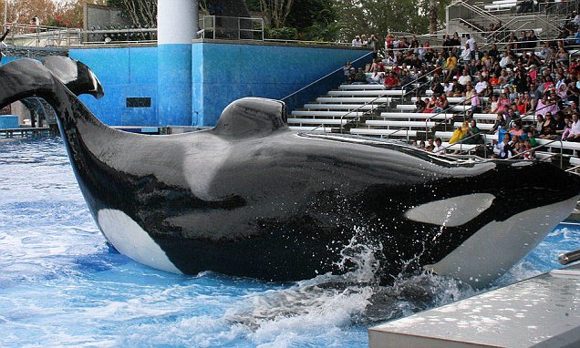 Largest Dolphin in the world - World Unbelievable News