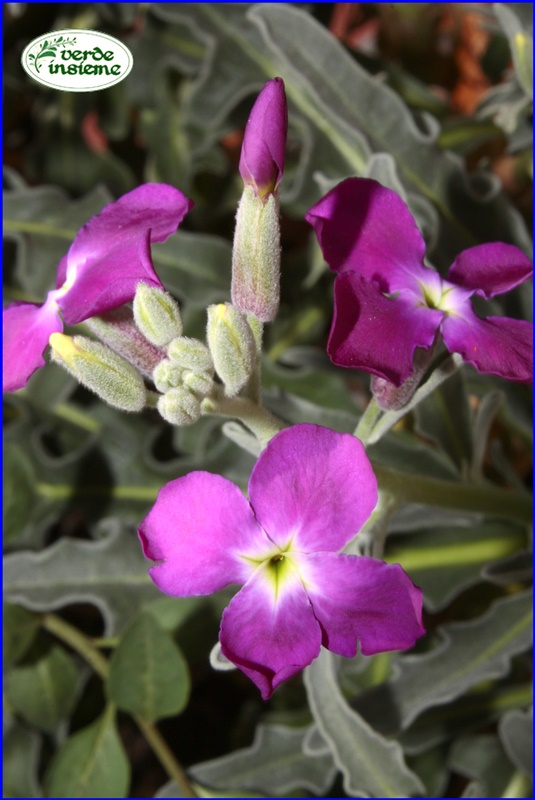 Violacciocca, il fiore di San Giuseppe