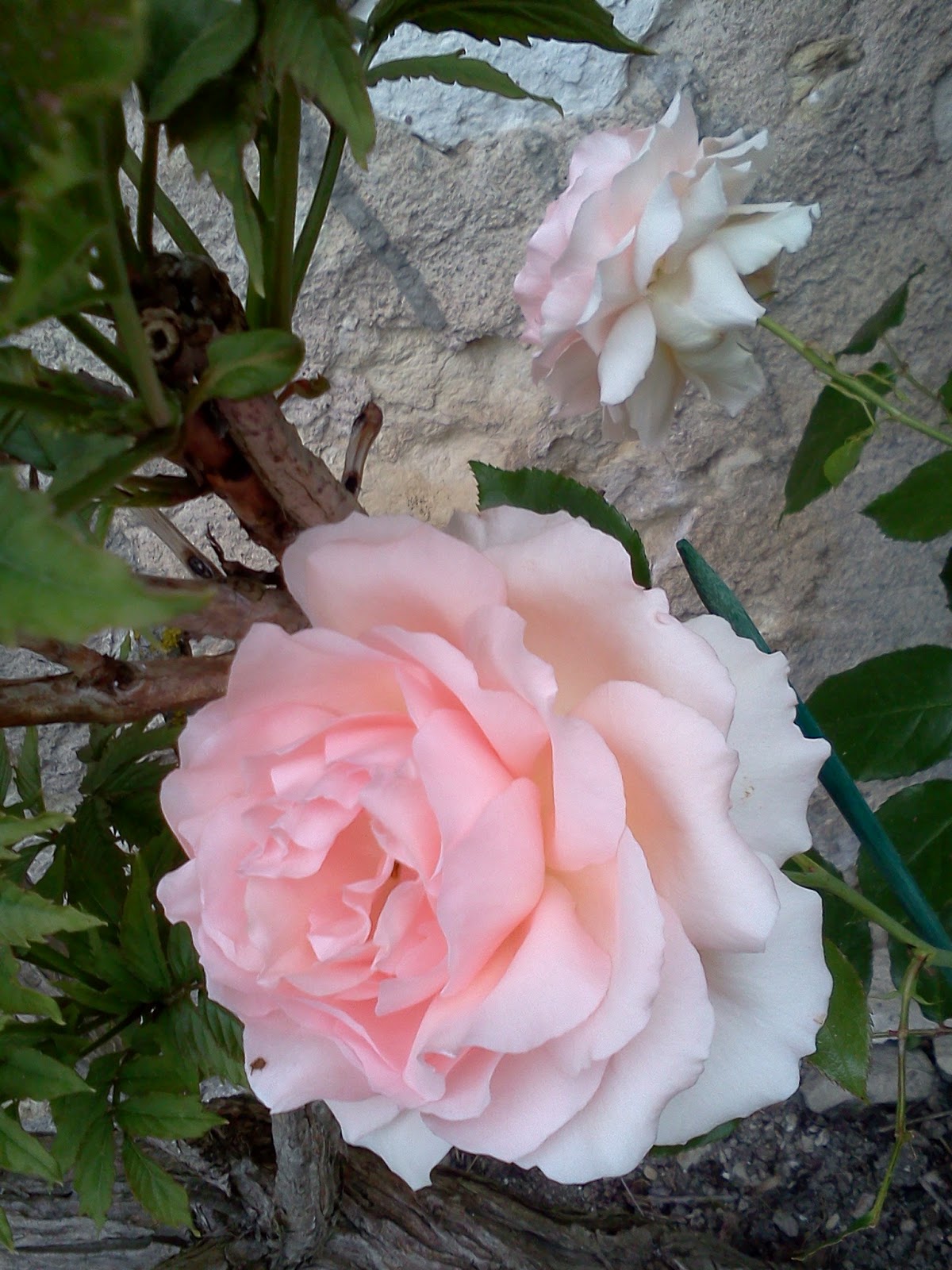 La Pouyette....: Roses for Mother's Day...