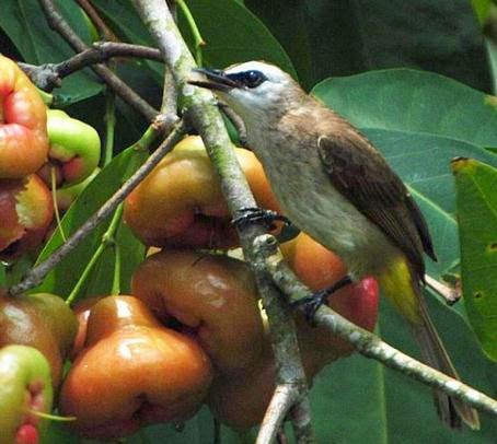 Trucukan si murah dengan kicauan mewah - Cara Cepat Kicau