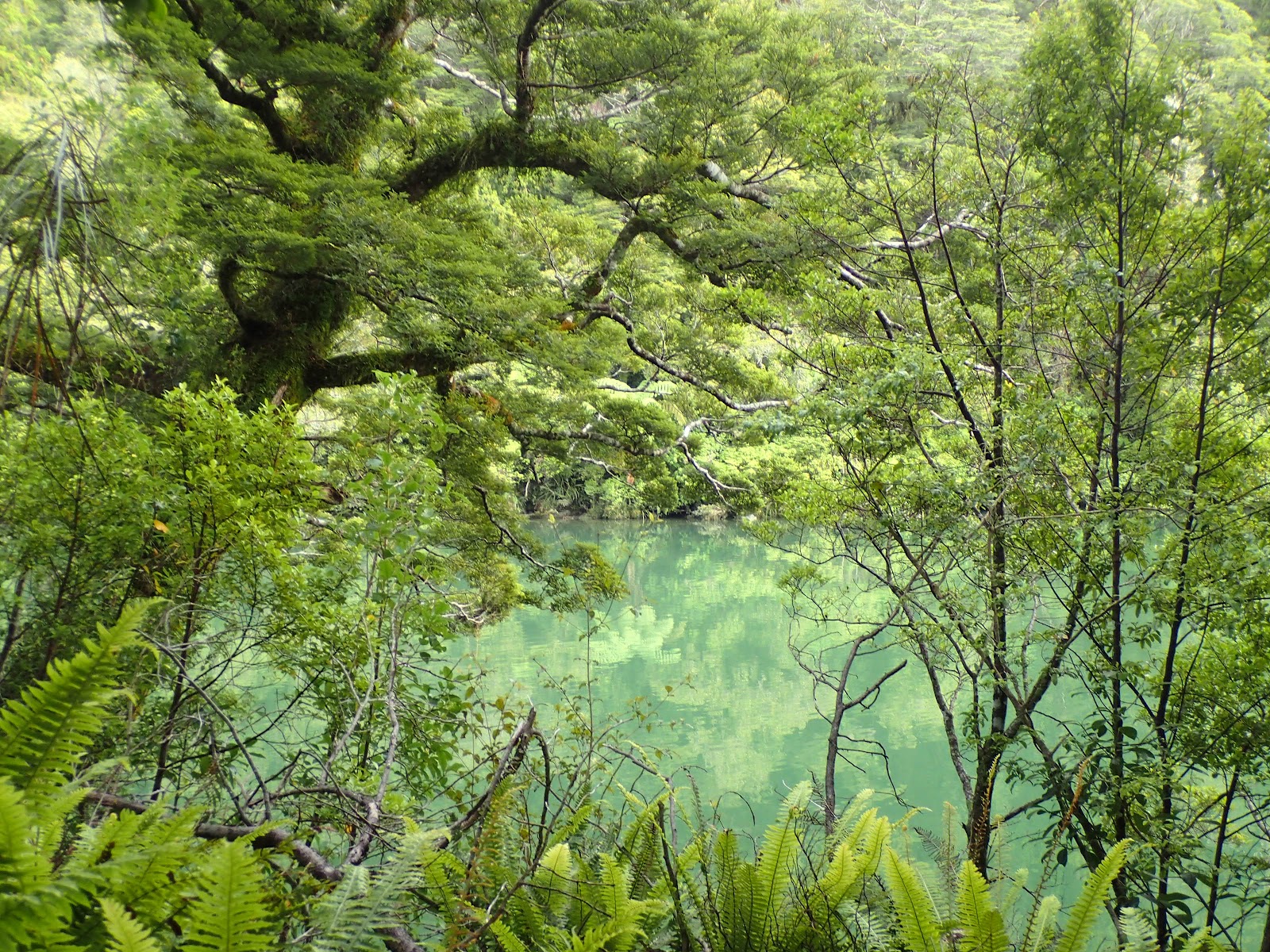 Come, walk with me.: Day 2: Hollyford Track. Pyke River, Lake Alabaster ...