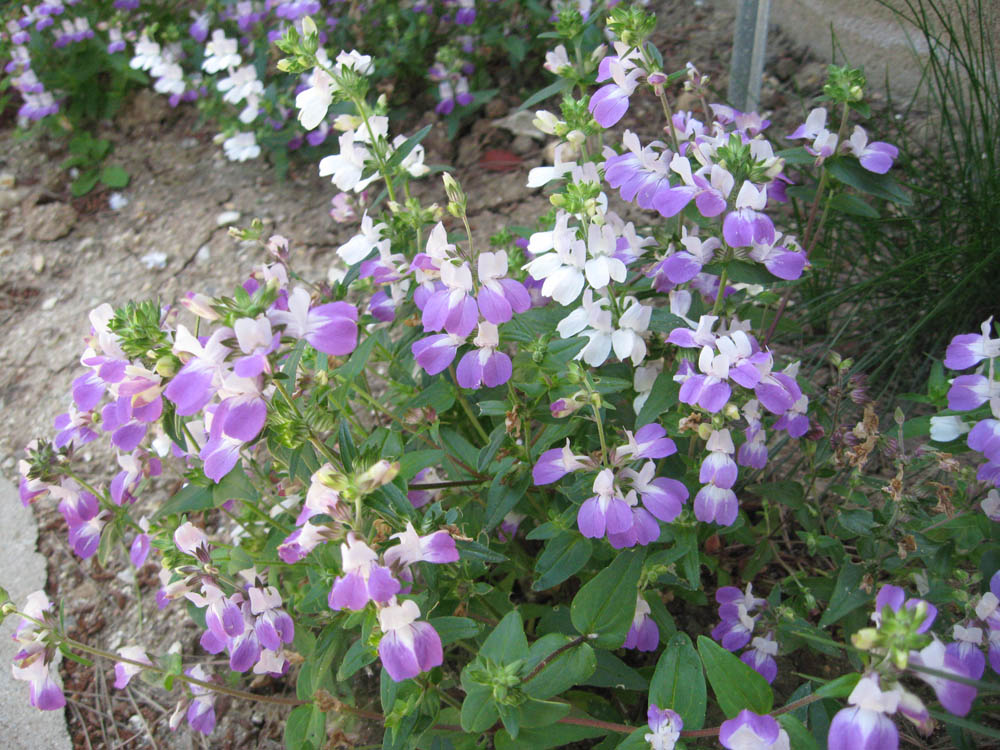 Collinsia - Alchetron, The Free Social Encyclopedia