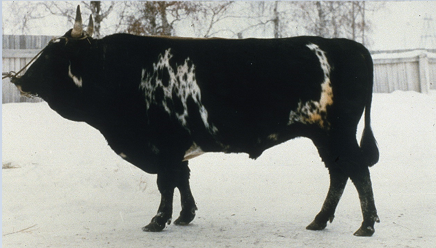 The Breeding-back Blog: Alternative breeds for breeding-back? Part II ...