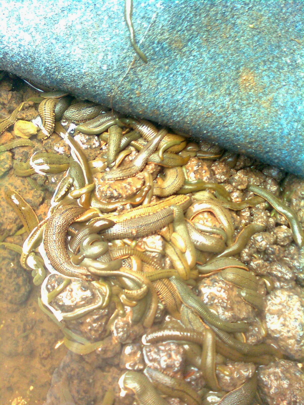 Jual Lintah Hidup Untuk Terapi atau Indukan | Minyak Lintah CHC Bio ...