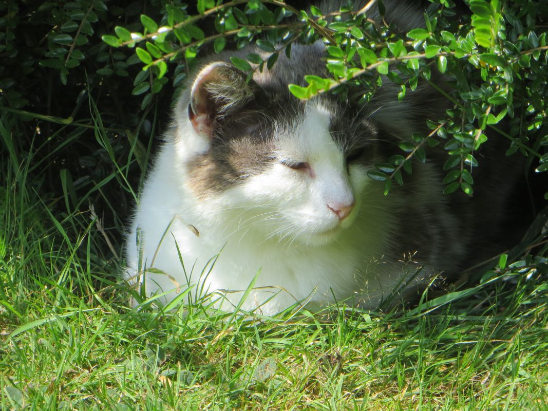 Spud's Daily Photo: Cat in the Hedge