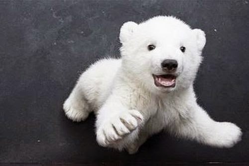 Imagenes osos: Fotografia oso polar bebe [19-11-17]