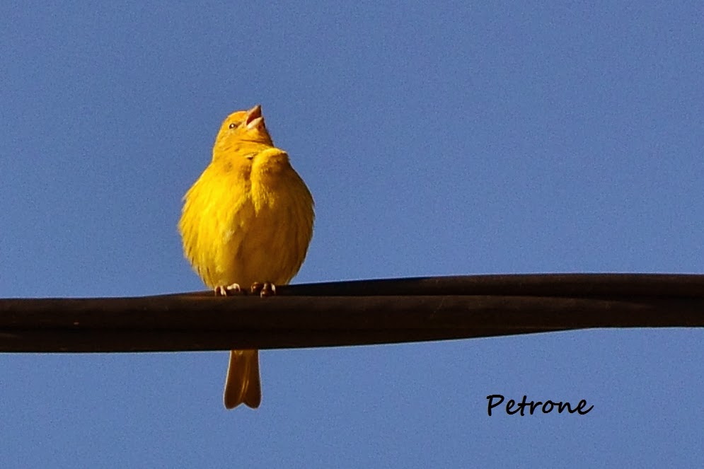 Aves de La Floresta: Dorado
