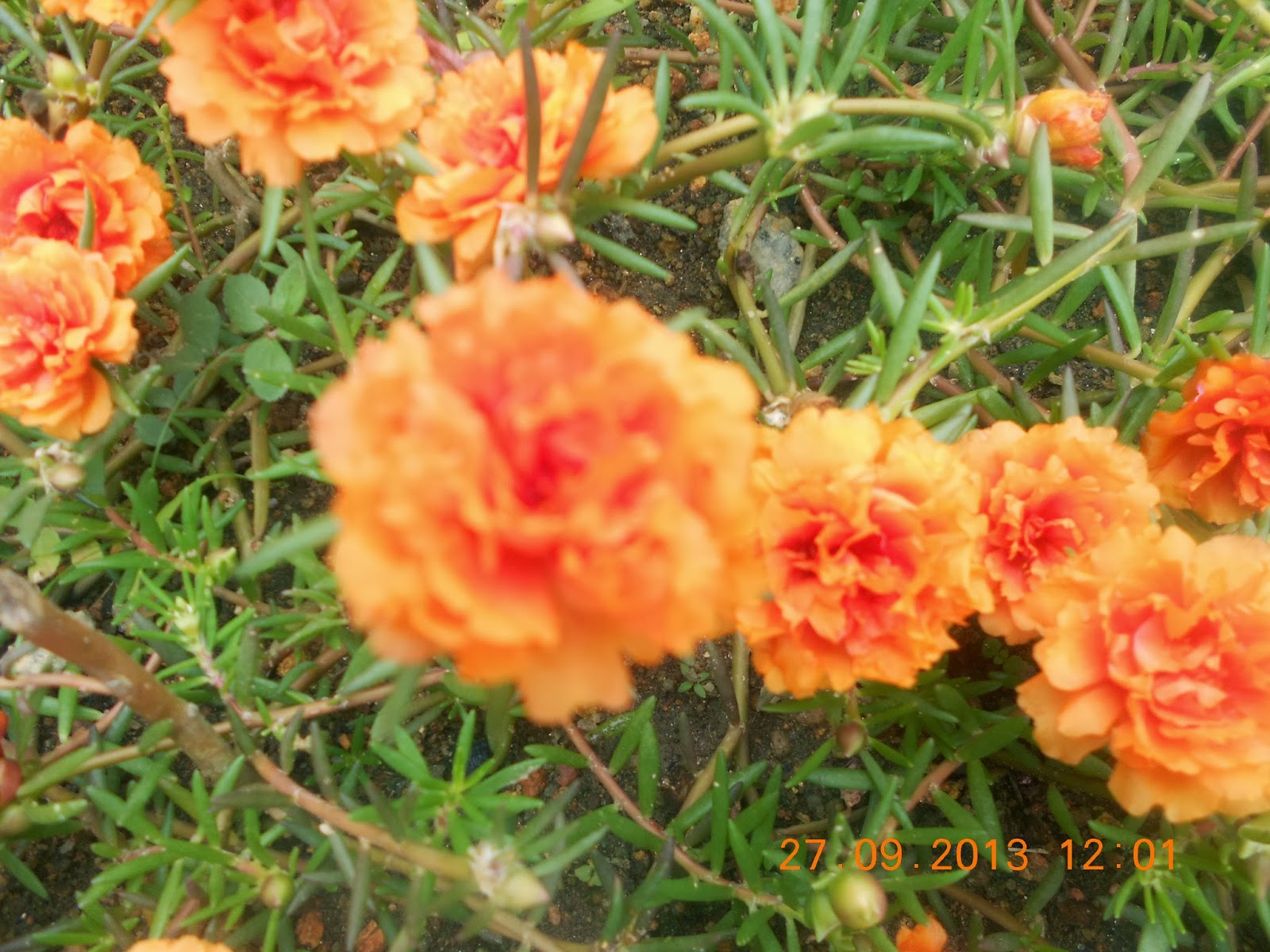 namakucella: BUNGA KEMBANG PUKUL 10.00.....& MORNING GLORY...