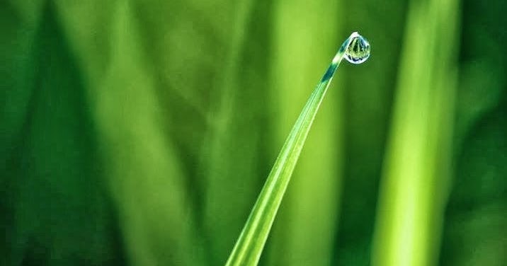 Welcome Home Blog: Be like the single blade of grass.
