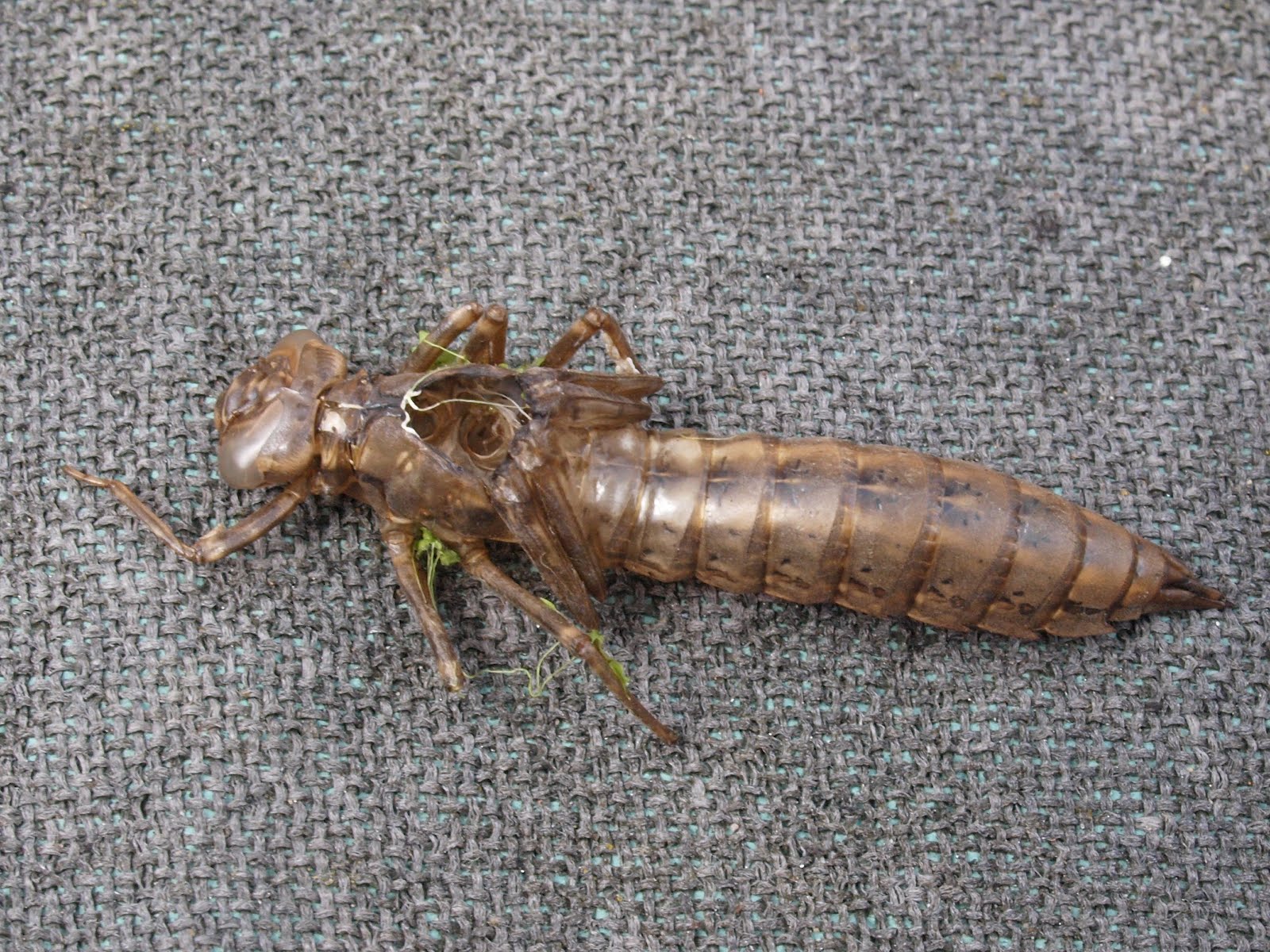 Ragged Robin's Nature Notes: Dragonfly Exuvia