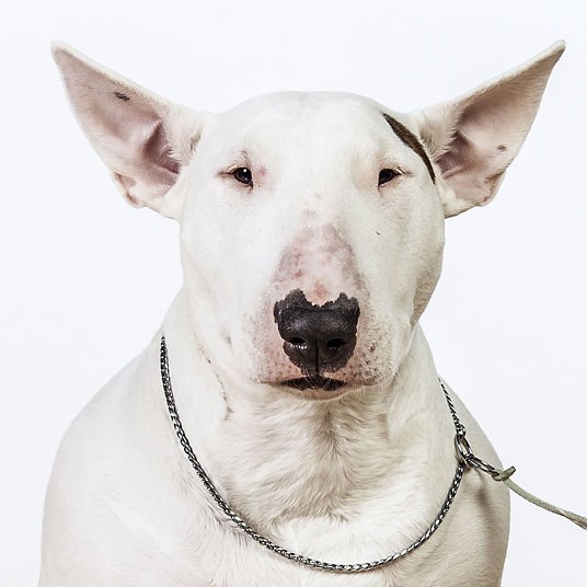 'Dog Face' by Barbara O'Brien (28 pics) | Amazing Creatures