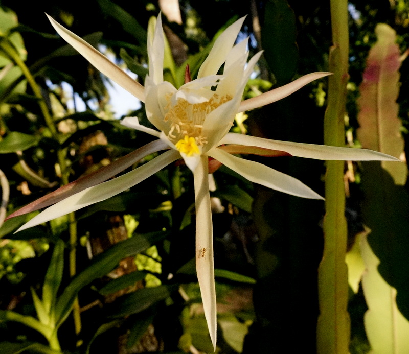Discover-SriLanka: SRI LANKA - KADUPUL FLOWER