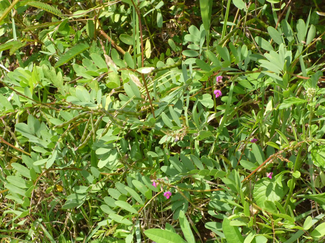 Wild Indigo - Kathuru Pila | SL Flora