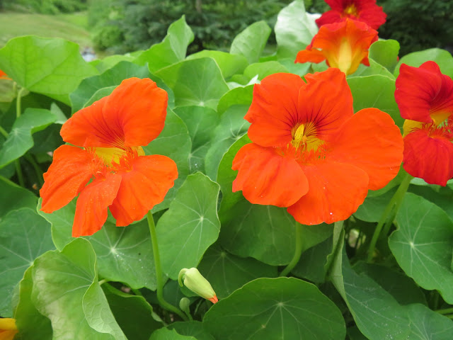 Thelma's Days: Nasturtiums
