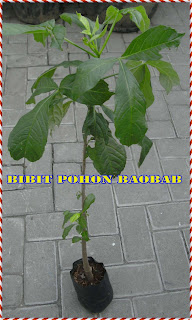 manis happy: TERNYATA POHON BAOBAB AFRICAN / ASEM BUTO TERDAPAT ...