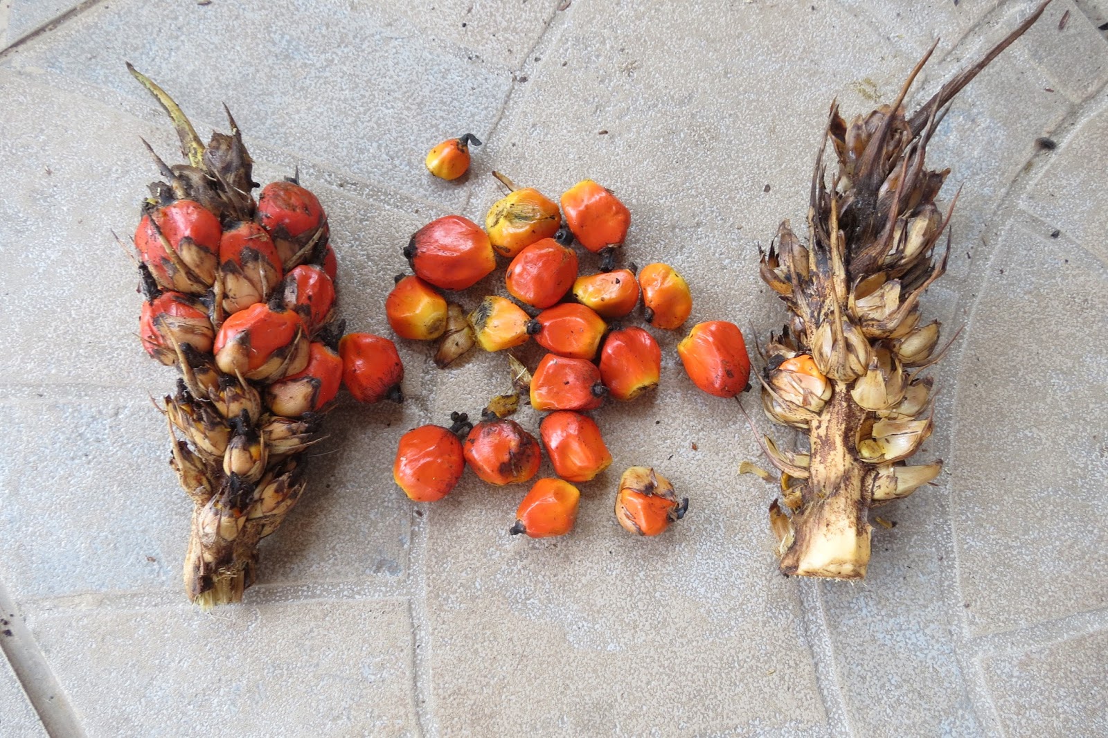 Dewdrops of Joy: A Harvest of Palm Nuts
