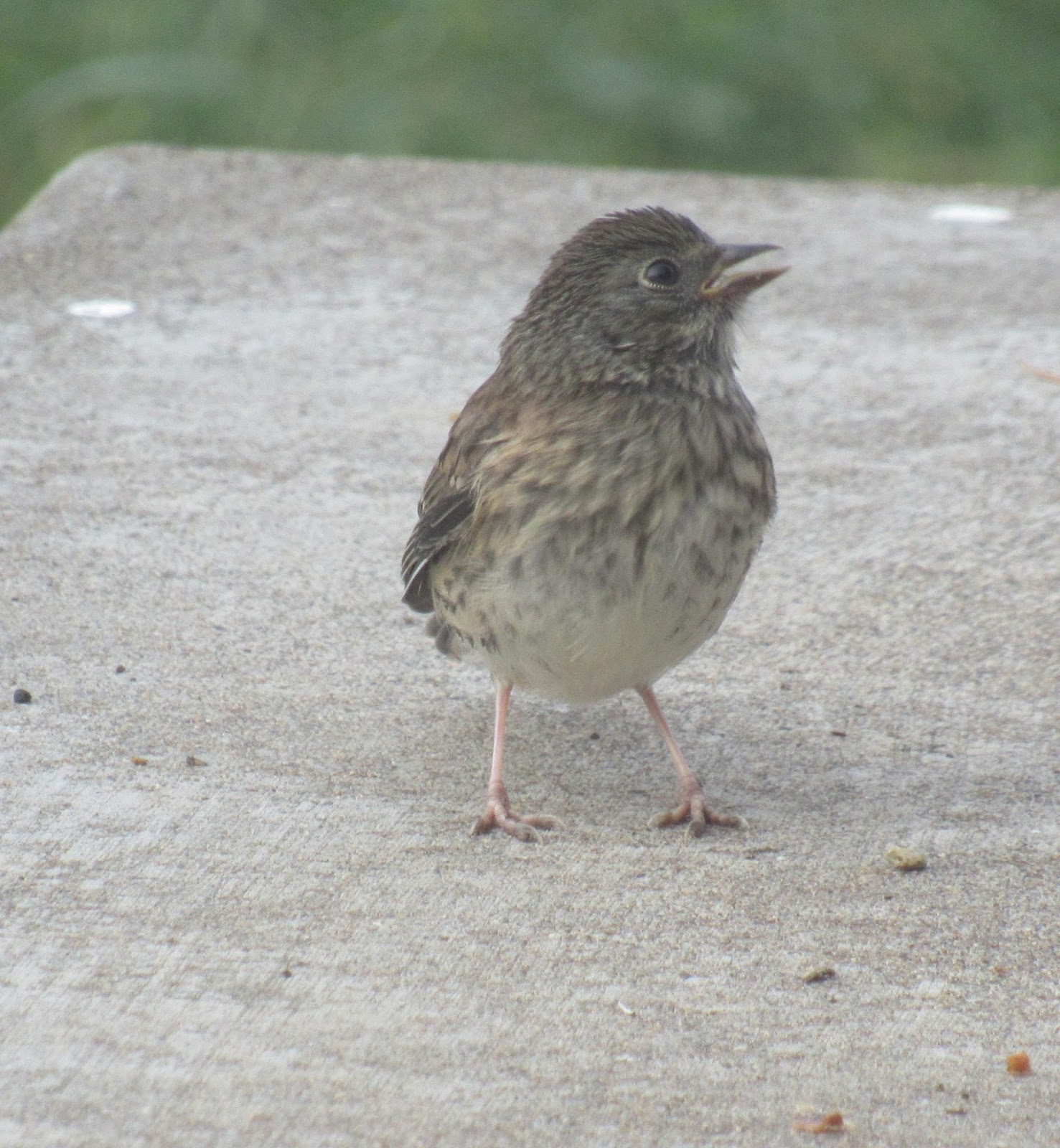 Garden Grumbles and Cross Stitch Fumbles: Bee Start Bird Fledge