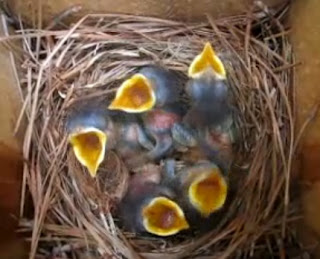 Shed Plan Software: Mourning Dove Nesting Box Plans Wooden Plans