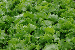 PETANI SELADA AIR | SUPPLIER SELADA AIR | DISTRIBUTOR SELADA AIR