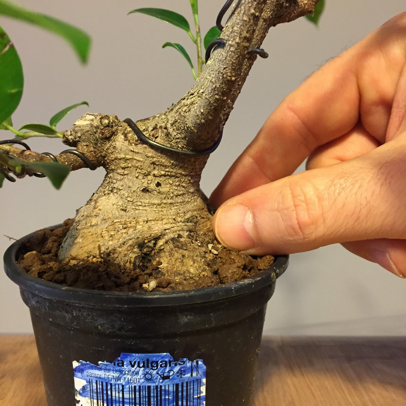 Shohin y mini bonsai: Trabajando con un mini-ficus - Working on a mini ...