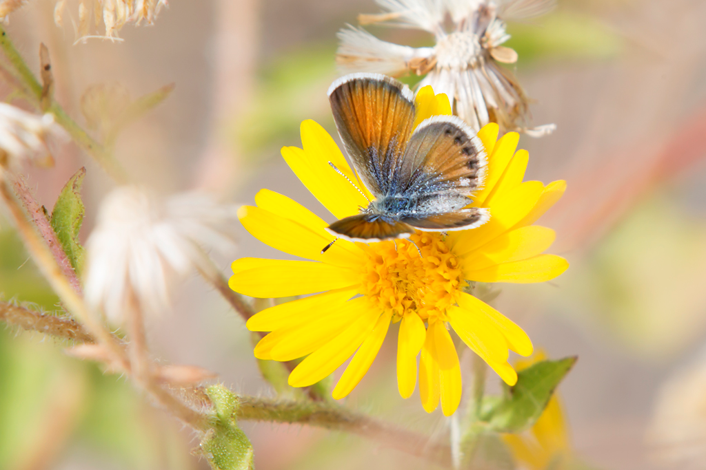 Your Daily Dose of Sabino Canyon: World's smallest butterfly