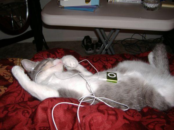 Funny Pictures of Cat and Technology | Amazing Creatures