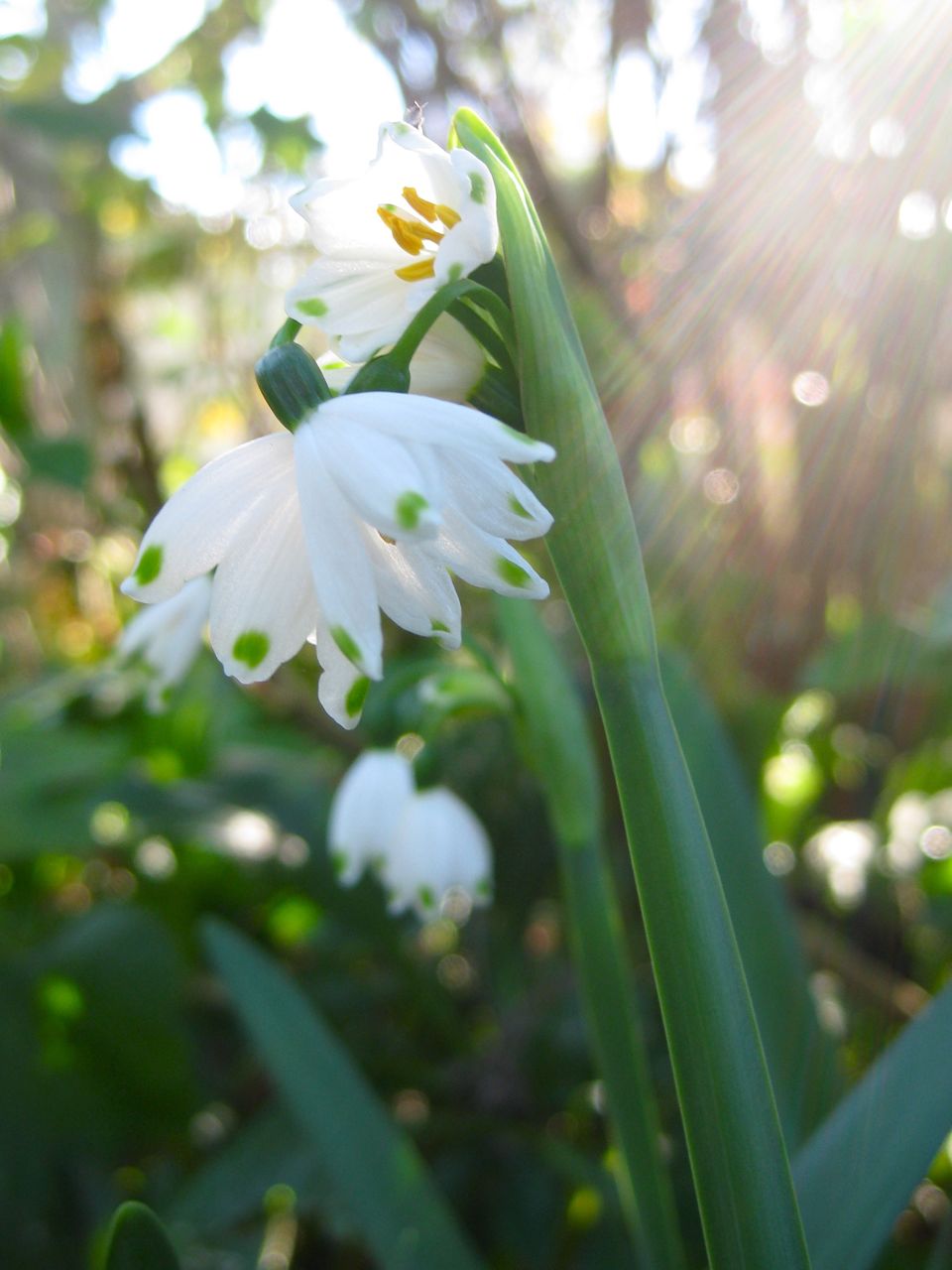An angel in the garden: Winter Sweetly