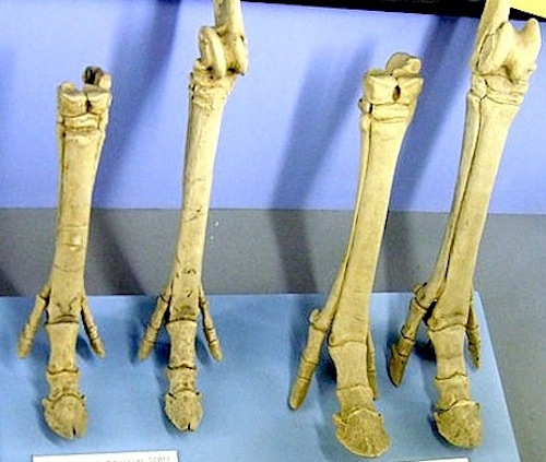 Fran Jurga`s Hoofcare + Lameness: Were Ancient Horses' Fetlocks Less ...