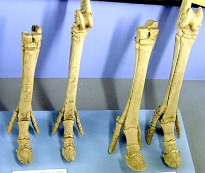 Fran Jurga`s Hoofcare + Lameness: Were Ancient Horses' Fetlocks Less ...