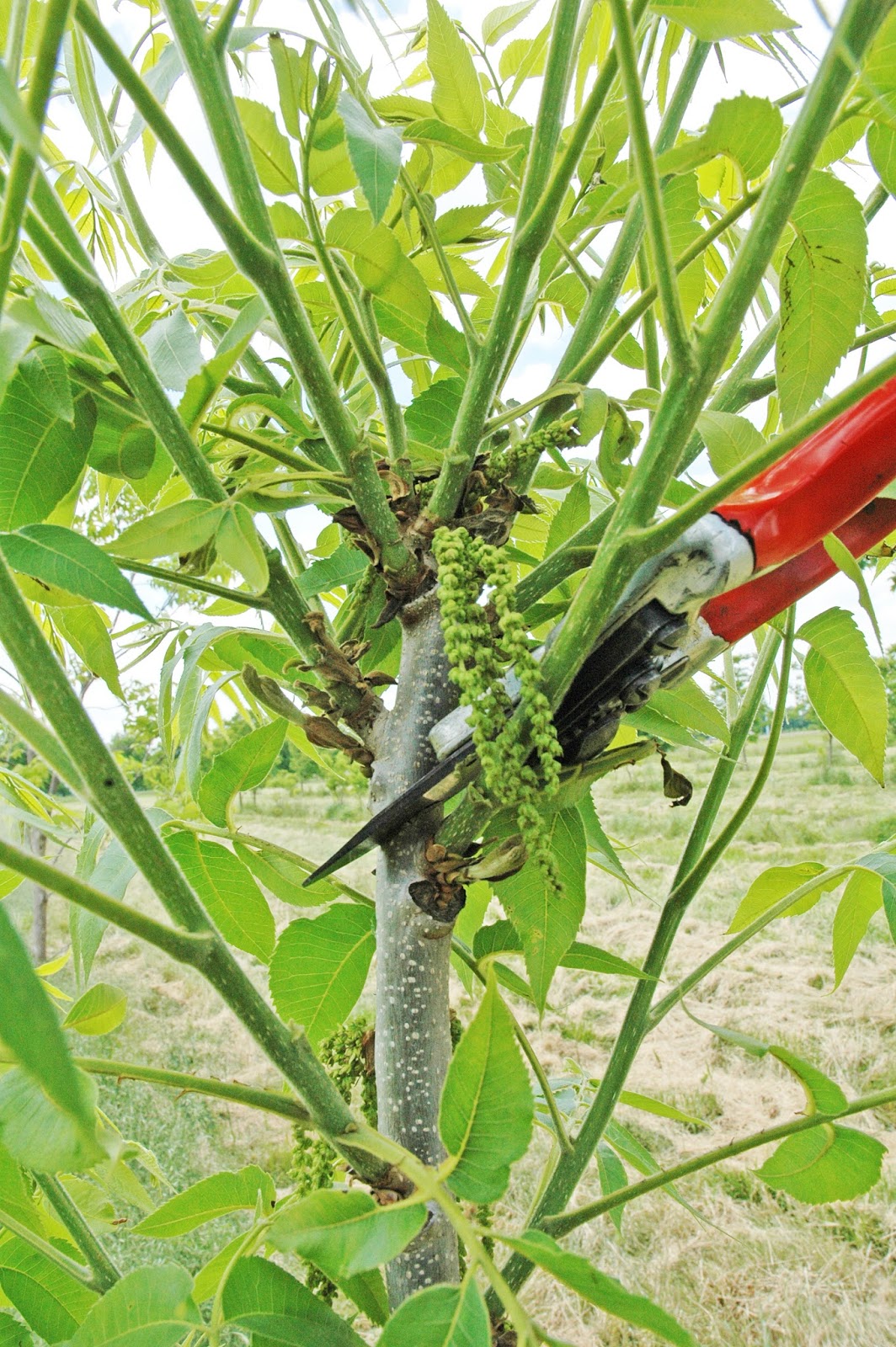 Northern Pecans: Tree training: Directive pruning helps avoid major ...