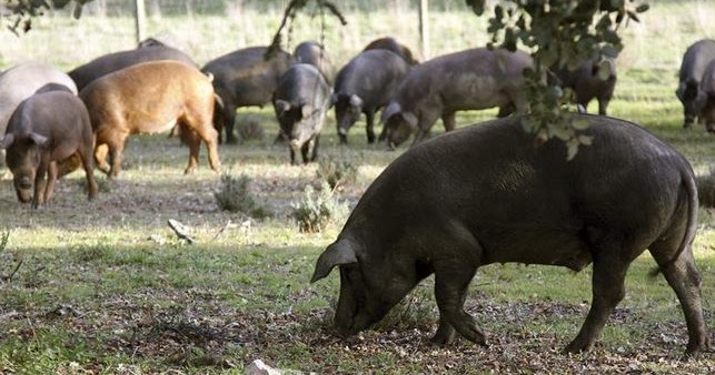 Sit tibi terra levis: El cerdo según los romanos