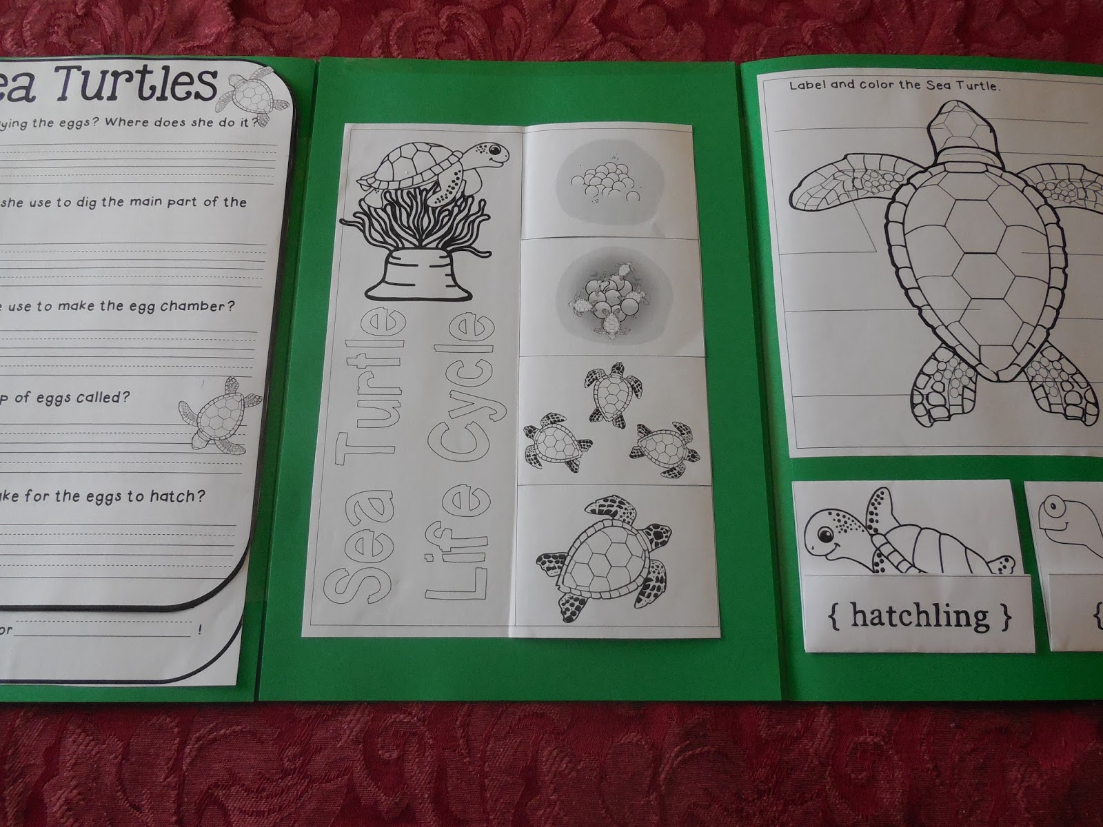 The Paper Maid: Interactive Sea Turtle Lapbook