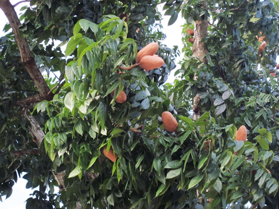 KAPSUL TUNJUK LANGIT / SKYFRUIT / MAHOGANY: Pokok Buah Tunjuk Langit...