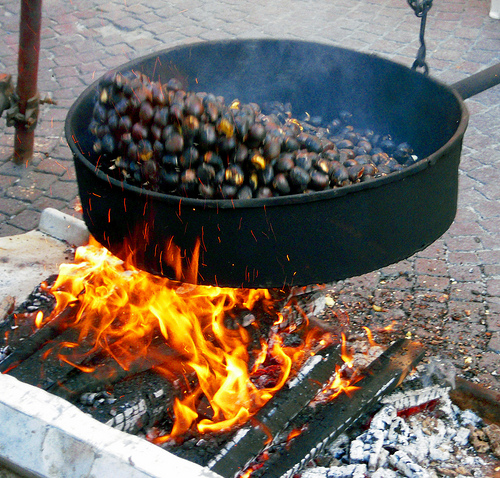 Plantatii cu castani: Informaţii despre castanul comestibil