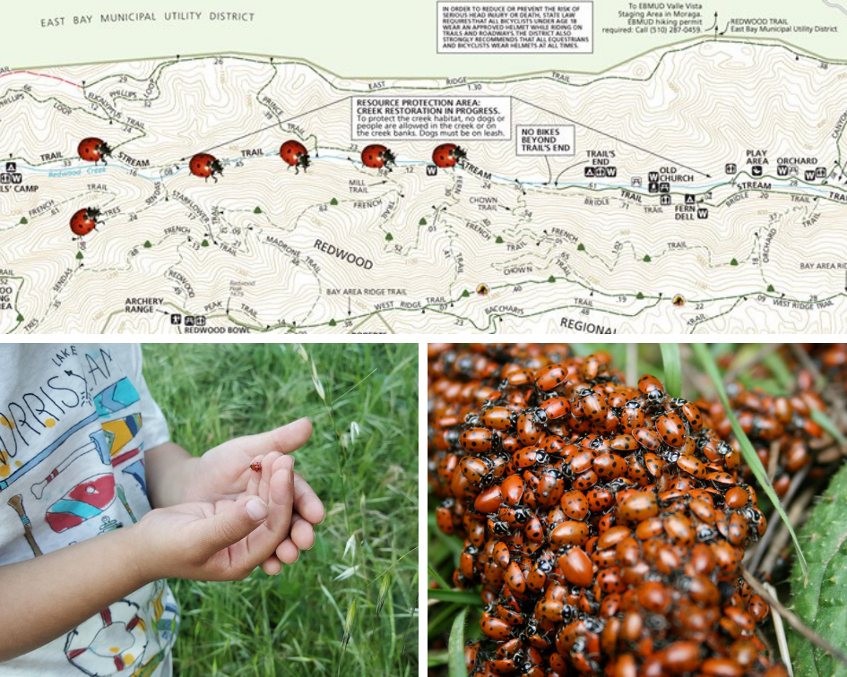 ReloMom: Ladybug Migration at Redwood Regional Park