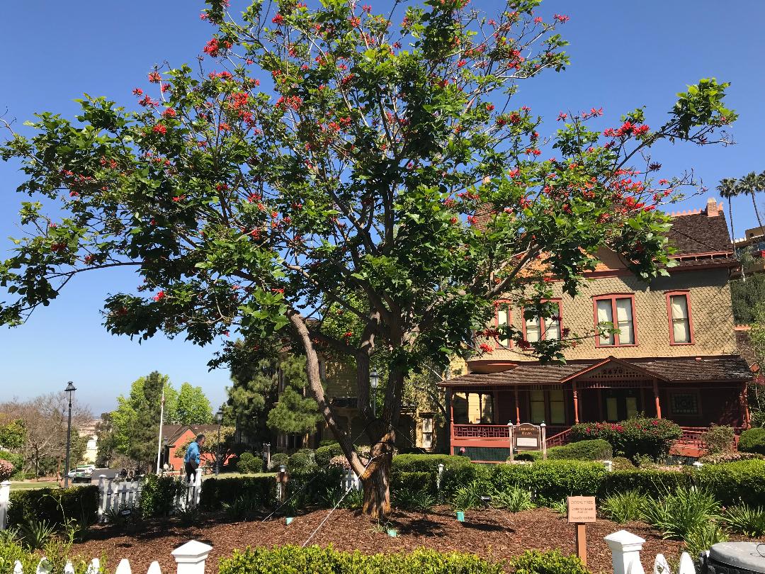 Relevant Tea Leaf: Day 6 - Coral Tree Tea House