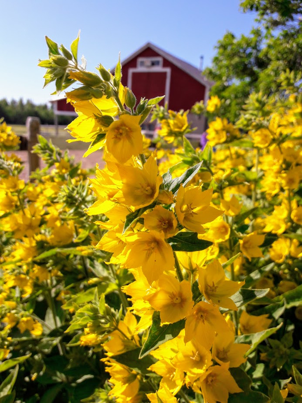 Koivikon Katveessa: Tarha-alpi rivistö kukassa