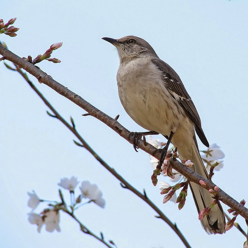 Bellas Aves de El Salvador: Mimus polyglottos (zenzontle del norte o ...