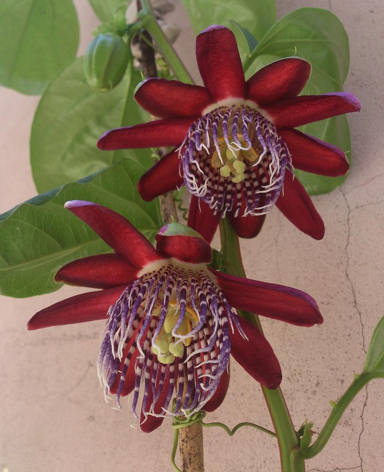 Cultura Guaraní: La Leyenda de la Flor del Mburucuyá